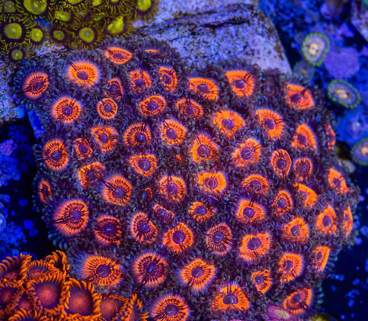 Armor of God Zoanthids – Top Shelf Aquatics
