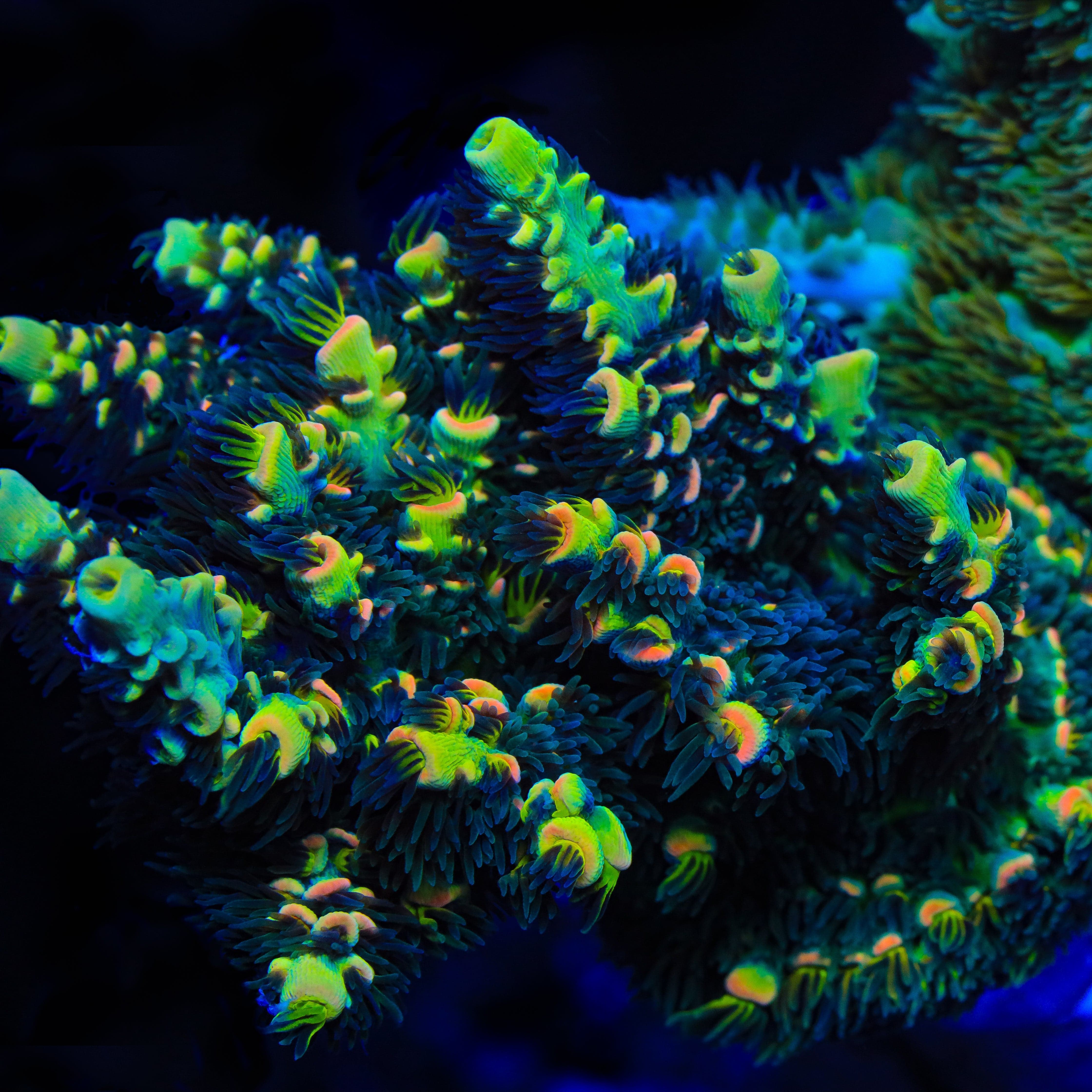 BkChem Froot Loops Acropora Coral – Top Shelf Aquatics