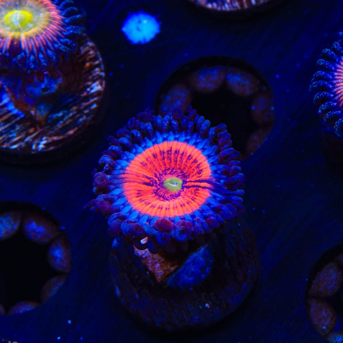 Everlasting Gobstopper Zoanthids Coral – Top Shelf Aquatics