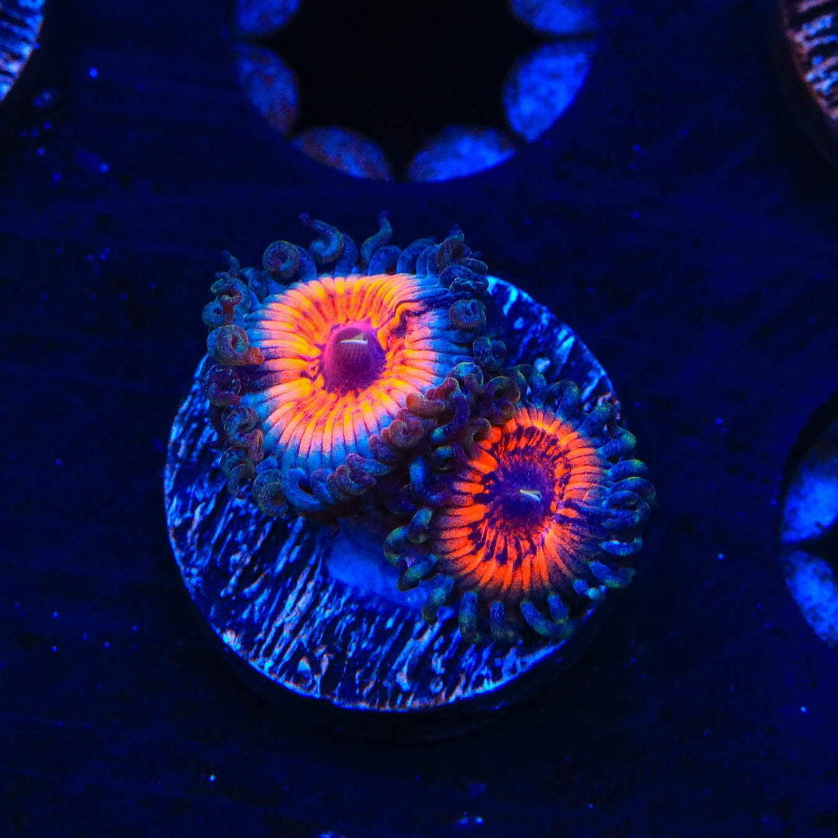 Everlasting Gobstopper Zoanthids Coral – Top Shelf Aquatics