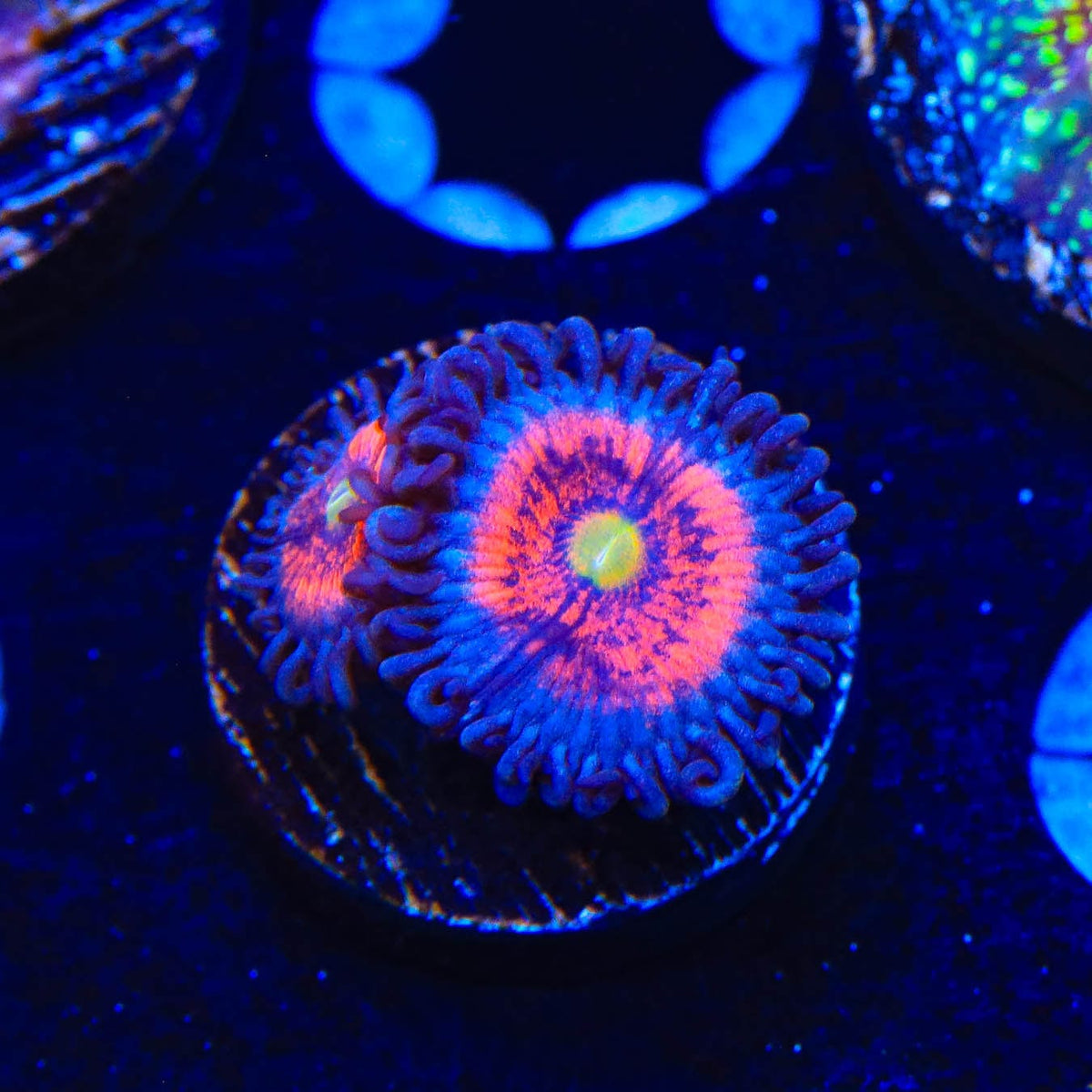 Everlasting Gobstopper Zoanthids Coral – Top Shelf Aquatics