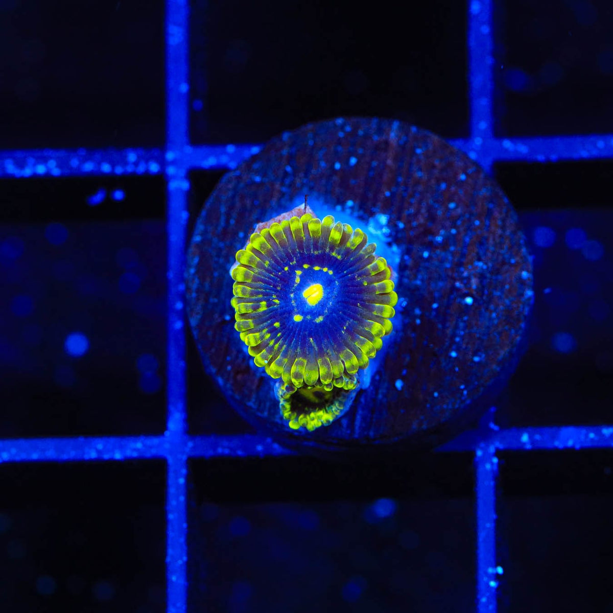 exosphere zoa