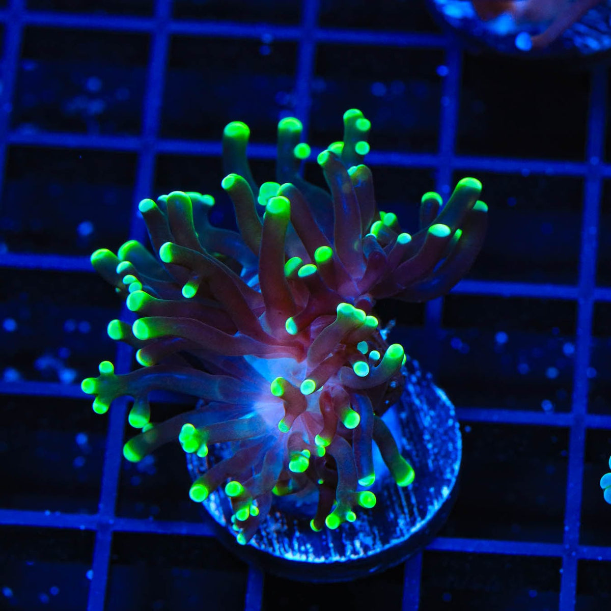 Green Tip Frogspawn Coral – Top Shelf Aquatics