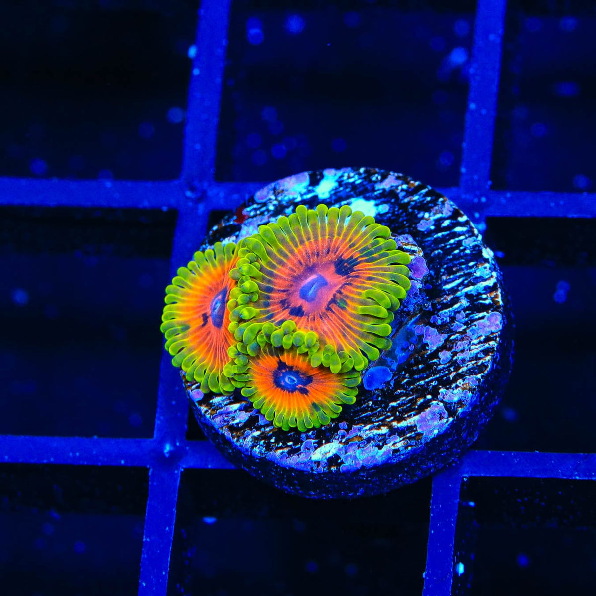 Hallucination Zoanthids Coral – Top Shelf Aquatics