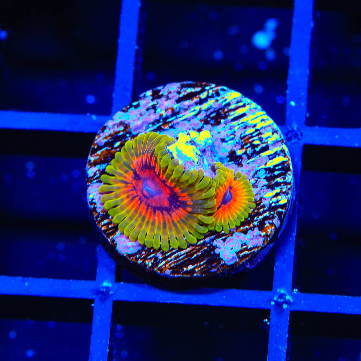 Hallucination Zoanthids Coral – Top Shelf Aquatics