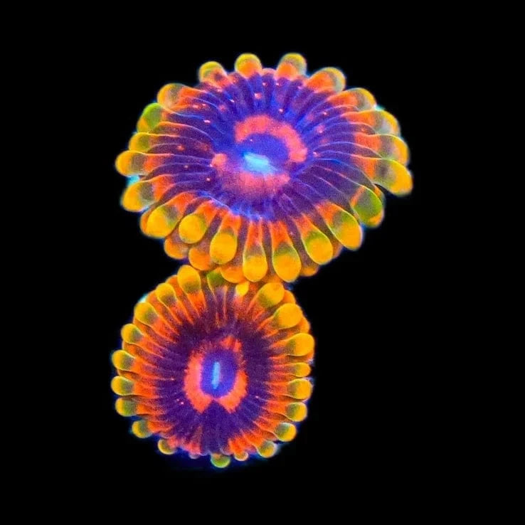 Mind Trick Zoanthids Coral – Top Shelf Aquatics