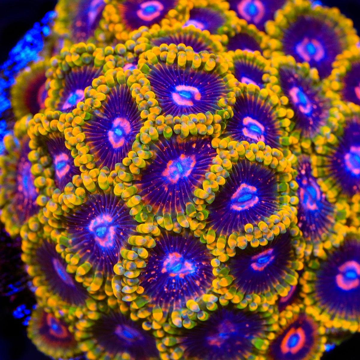 Mind Trick Zoanthids Coral – Top Shelf Aquatics