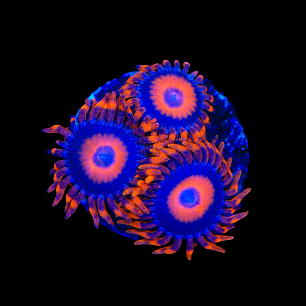 orange oxide zoanthids