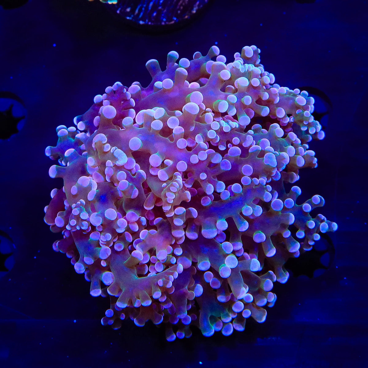 purple frogspawn