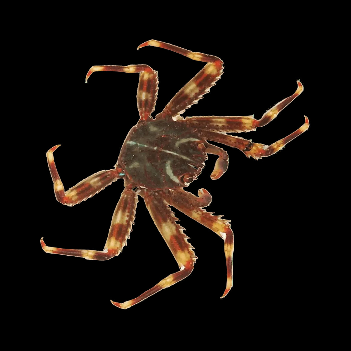 Sally Lightfoot Crab – Percnon gibbesi – Top Shelf Aquatics