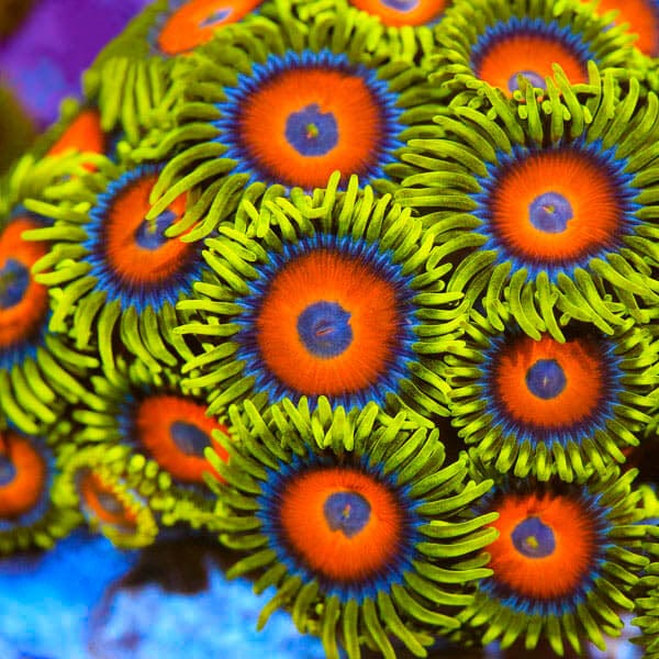 Super Saiyan Zoanthids Coral – Top Shelf Aquatics