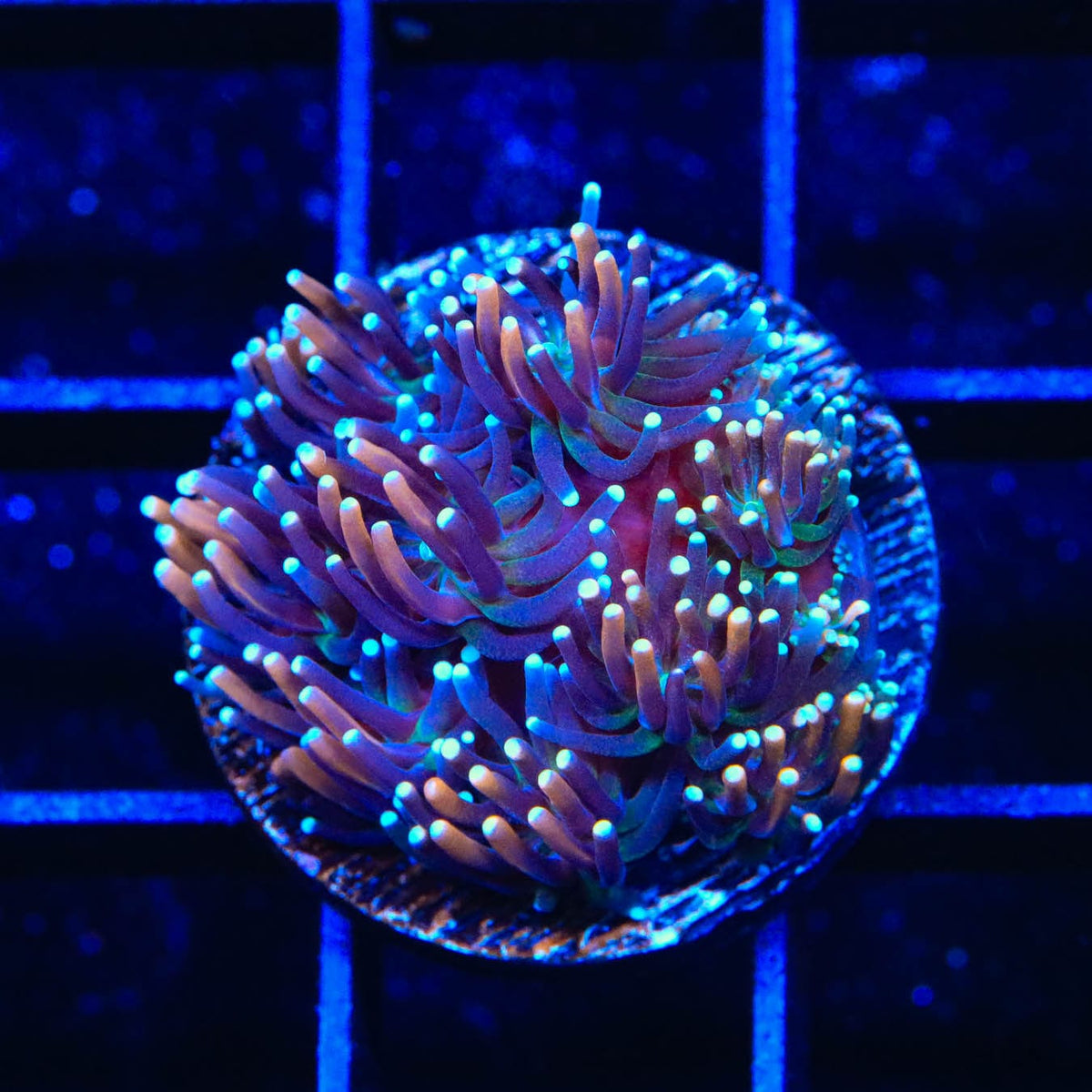 TSA Battlestar Galaxea Coral – Top Shelf Aquatics