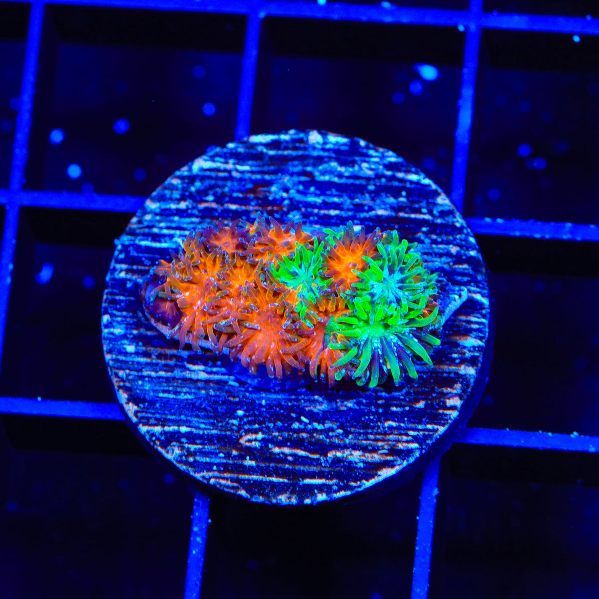 TSA Grafted Two to Tango Leptastrea Coral – Top Shelf Aquatics