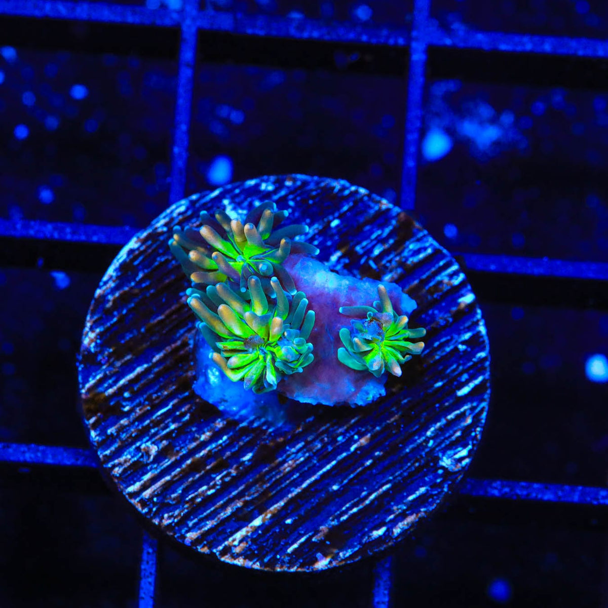 TSA Grizzly Galaxea Coral – Top Shelf Aquatics