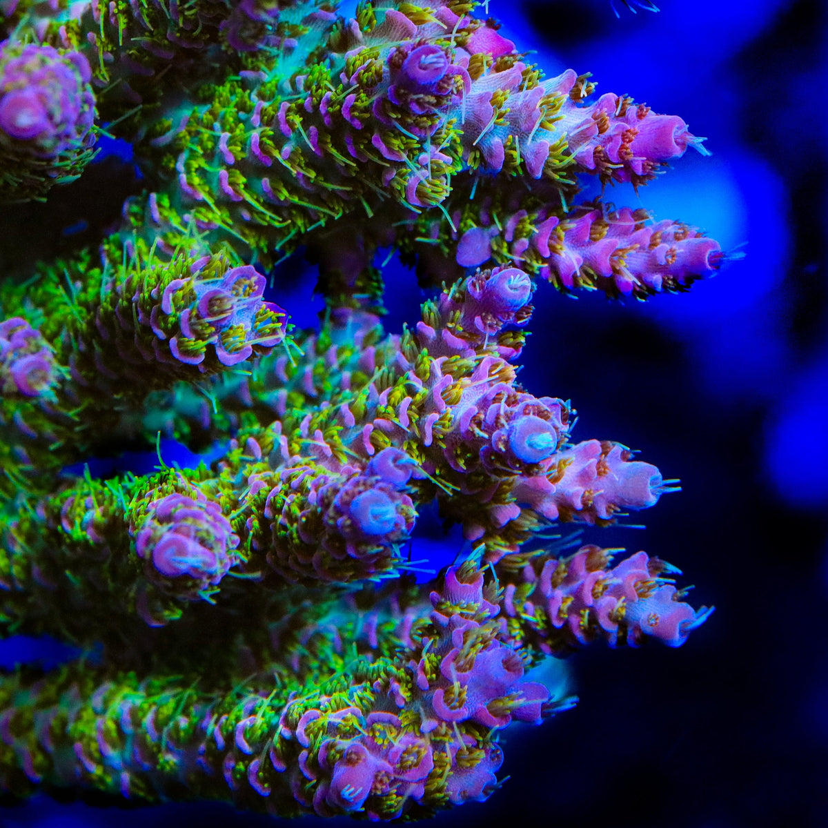TSA Jungle Breeze Acropora Coral – Top Shelf Aquatics