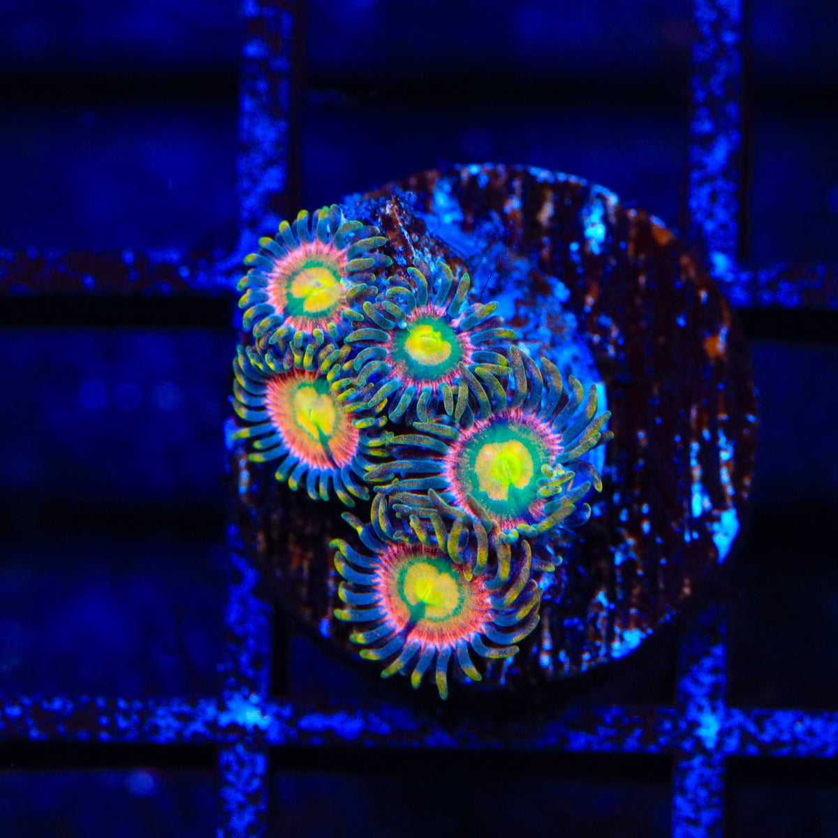Laser Lemon Zoanthids Coral – Top Shelf Aquatics