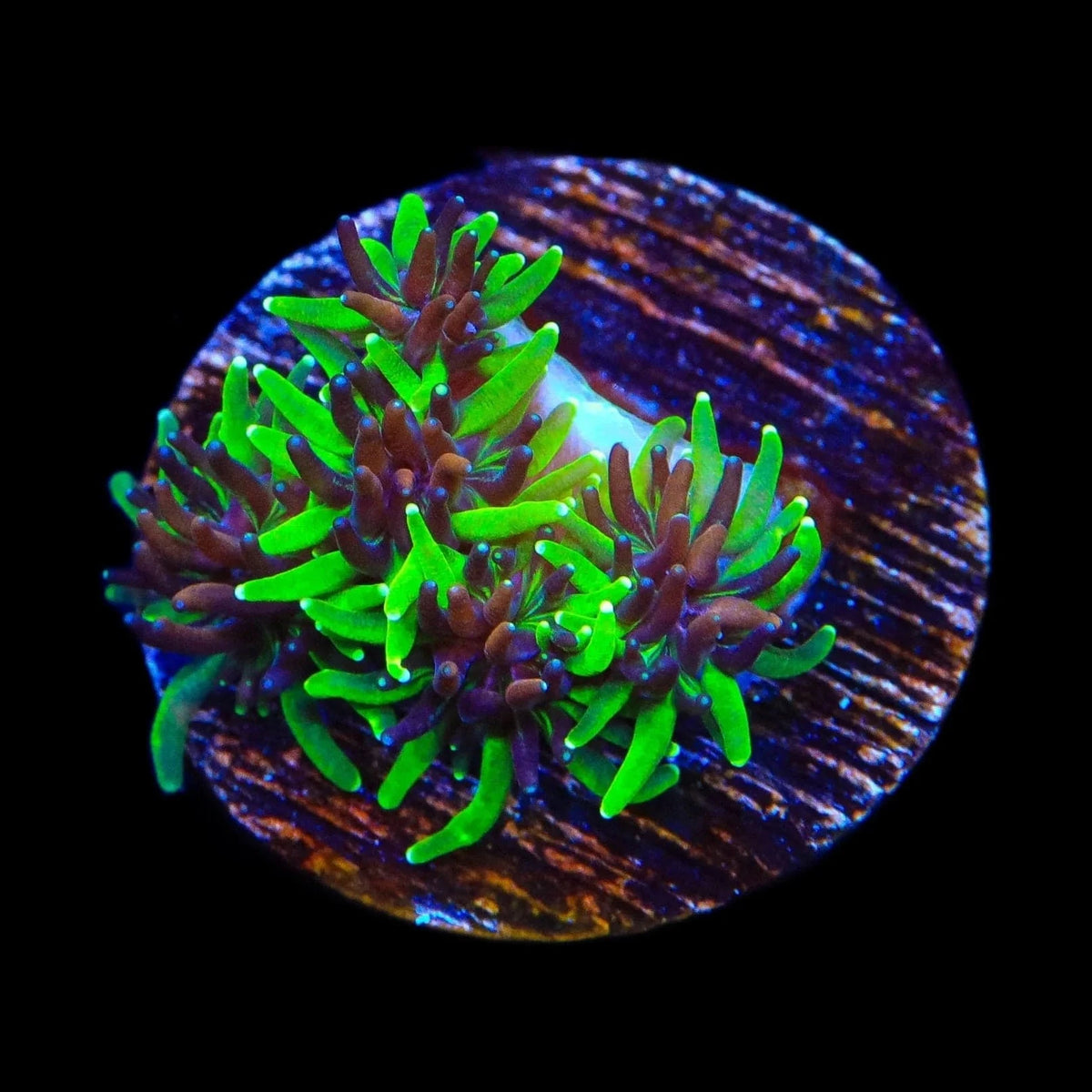 TSA Mardi Gras Galaxea Coral – Top Shelf Aquatics