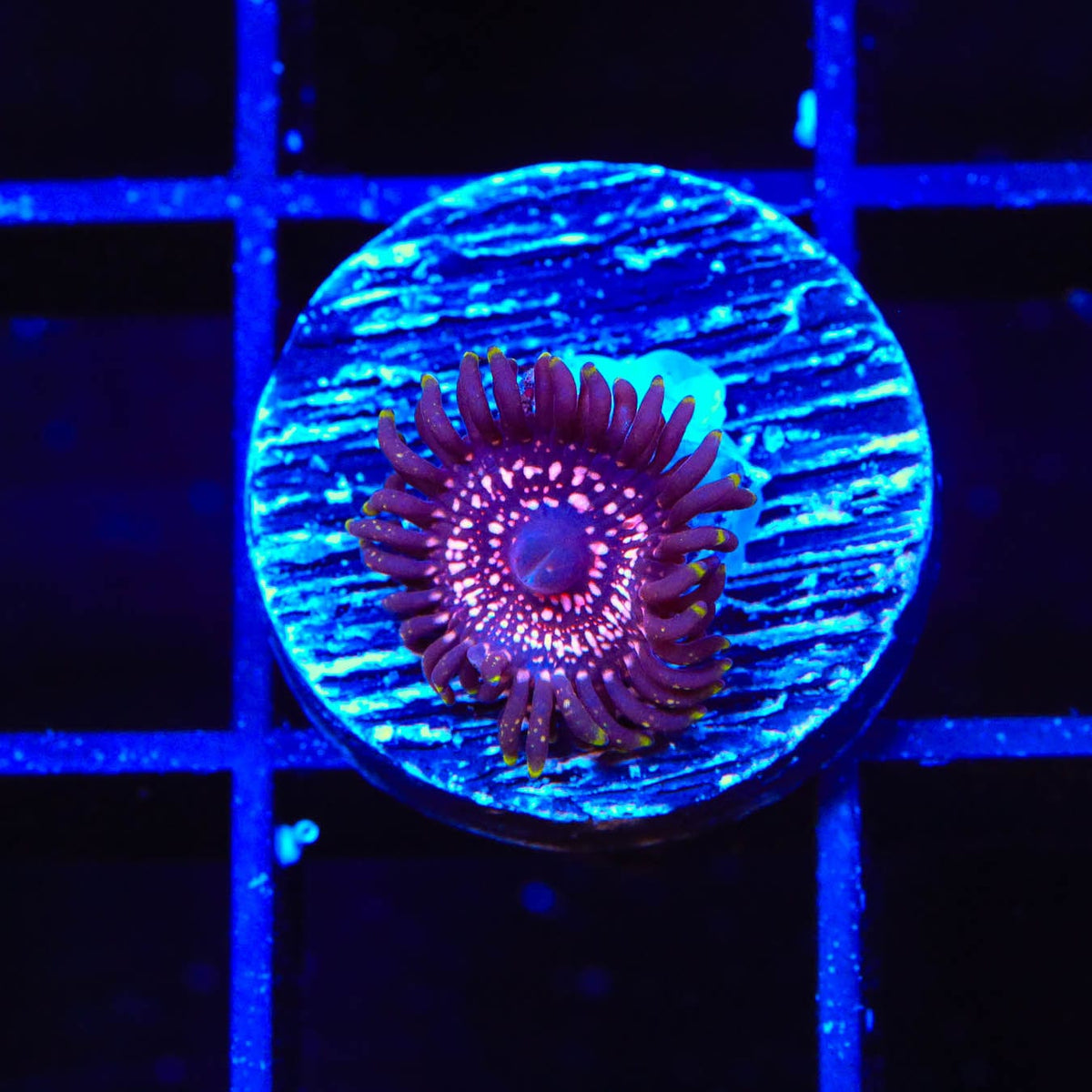 WWC Taser Zoanthids Coral – Top Shelf Aquatics
