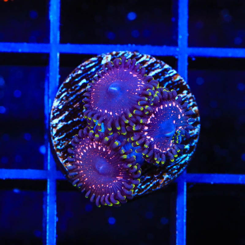 WWC Taser Zoanthids Coral – Top Shelf Aquatics