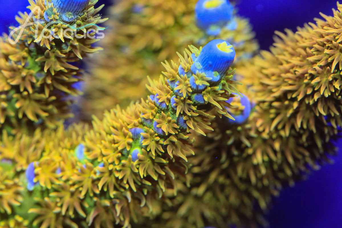 Acclimating Coral Frags for Maximum Health and Lifespan – Top Shelf ...