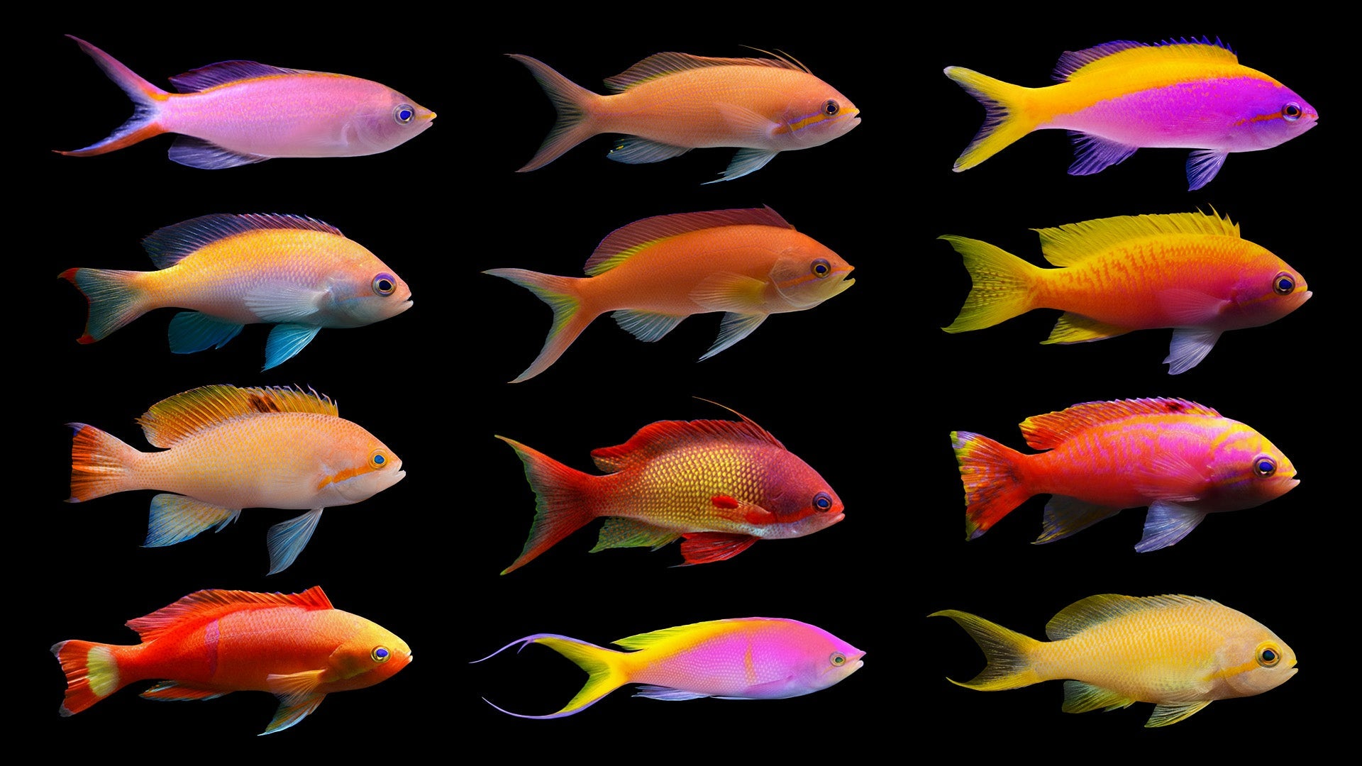 Anthias Species Care 101: Everything You Need to Know – Top Shelf Aquatics