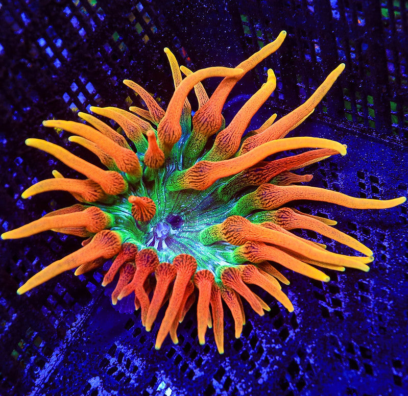 Bubble Tip Anemone Care Guide: Feeding, Lighting, and More – Top Shelf ...