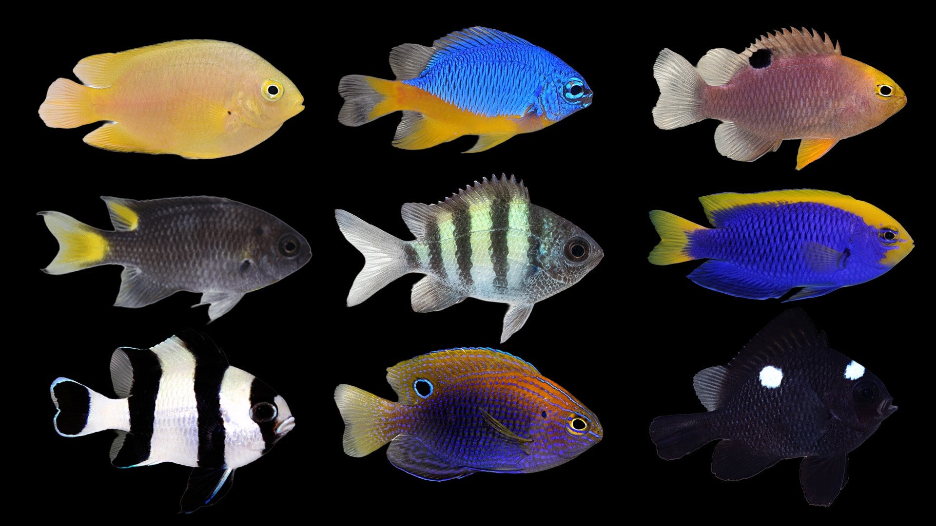 Damselfish Care Guide: Keeping Damsels Successfully in a Reef Aquarium ...