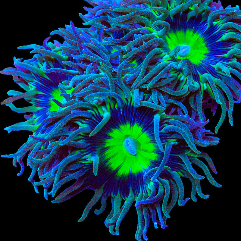 Duncan Coral Care Guide for Reef Tanks | Lighting, Flow & Feeding ...