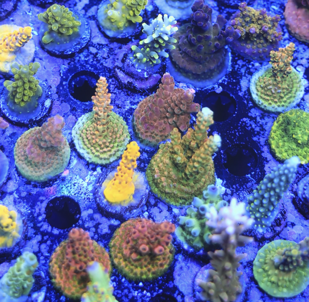 A Complete Guide on How to Frag and Mount Coral – Top Shelf Aquatics