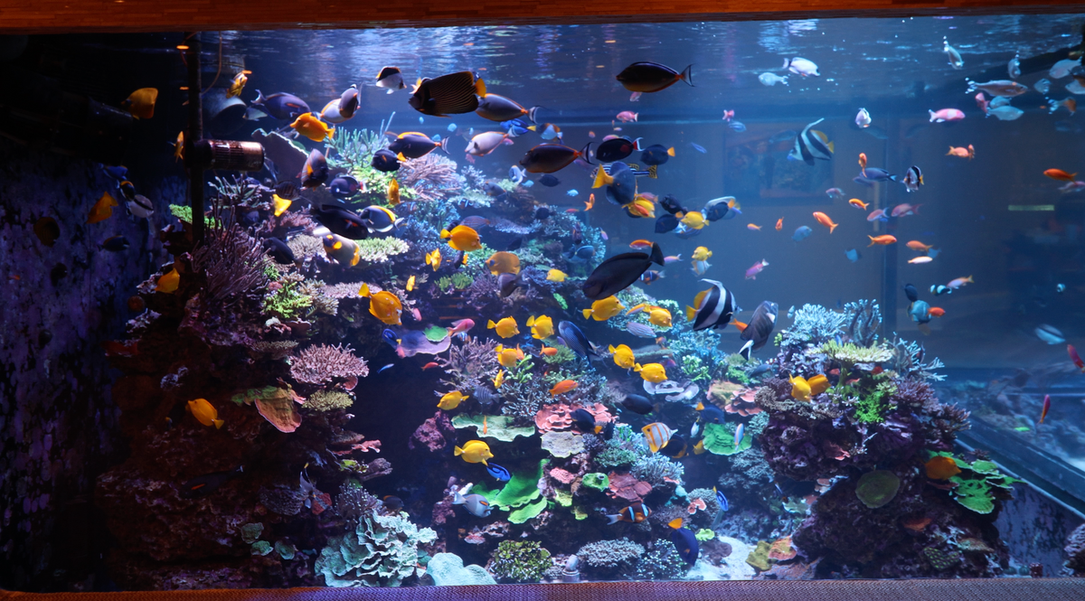 The Ultimate Tang Species Care Guide: Expert Tips for Creating a Perfe ...