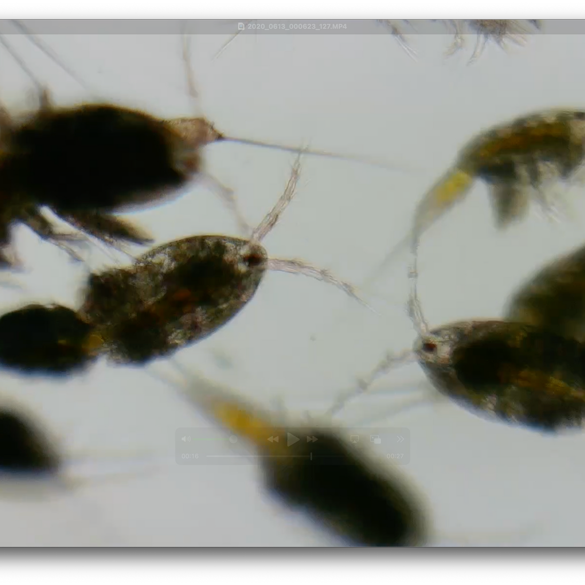 Comparing Copepod Species: Apocyclops vs. Tigriopus vs. Tisbe – Top ...
