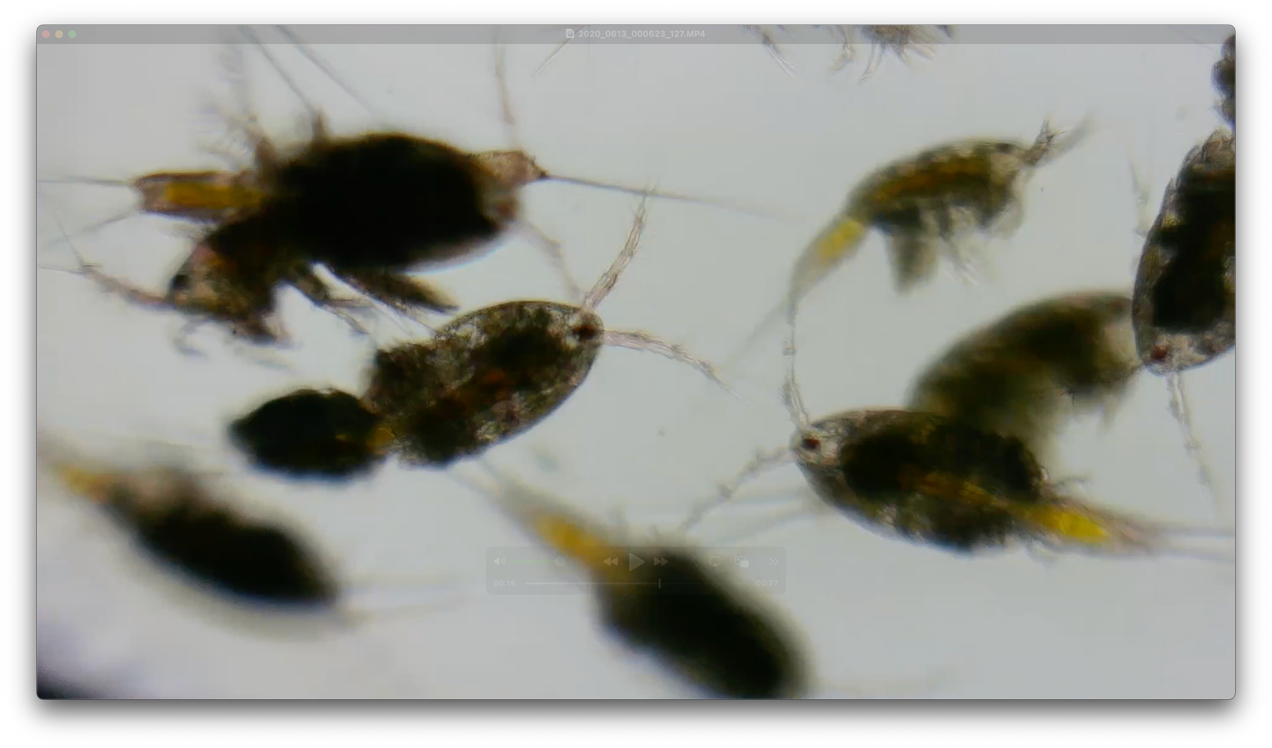 Comparing Copepod Species: Apocyclops vs. Tigriopus vs. Tisbe – Top ...