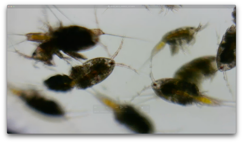 Comparing Copepod Species: Apocyclops vs. Tigriopus vs. Tisbe – Top ...