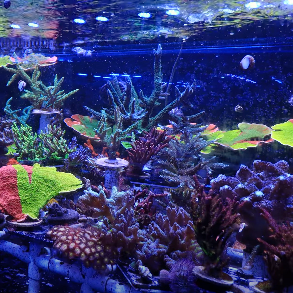 The Ultimate Guide to SPS Corals: Care, Placement, and Best Practices ...
