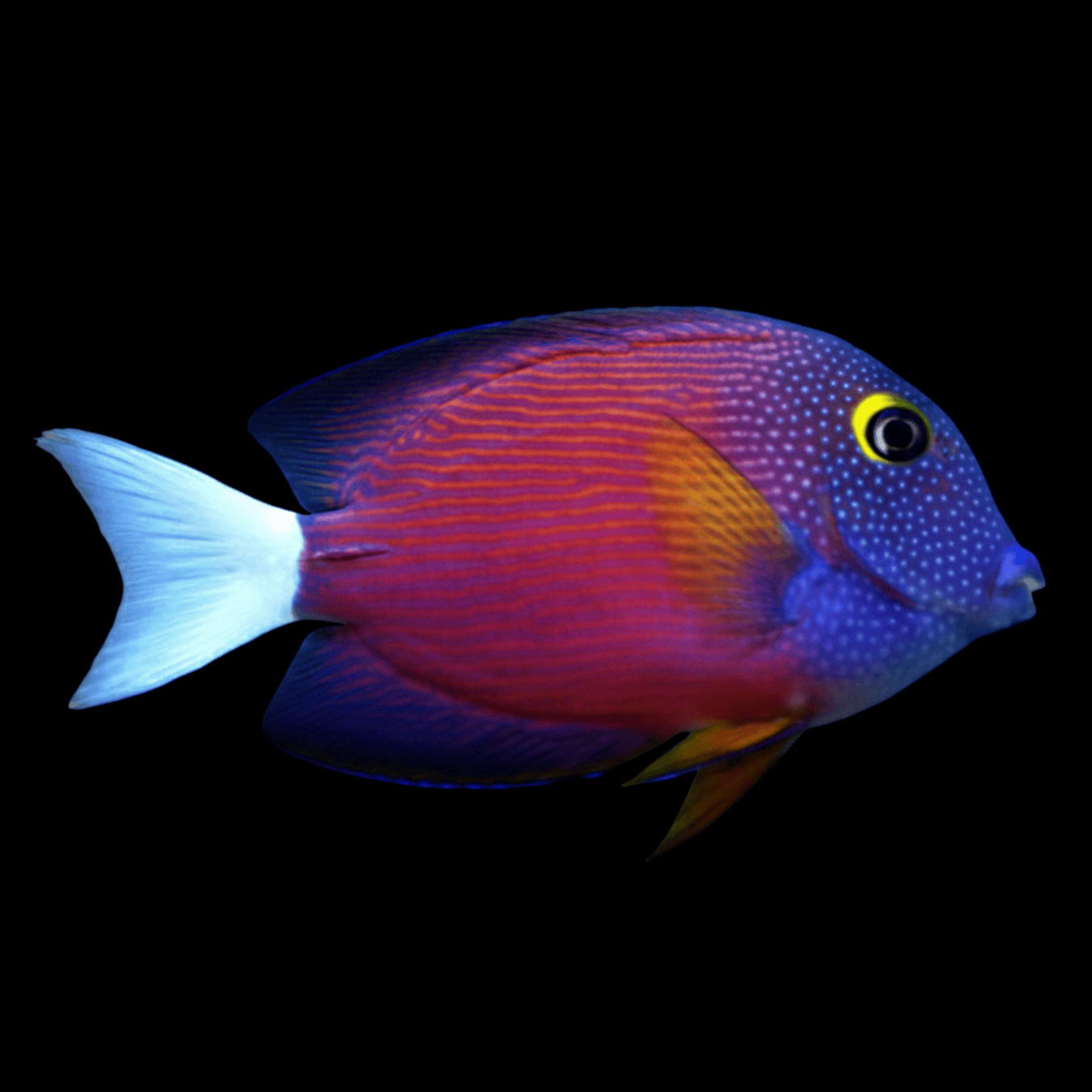 White Tail Bristletooth Tang Care – Tank Setup, Diet & Compatibility ...
