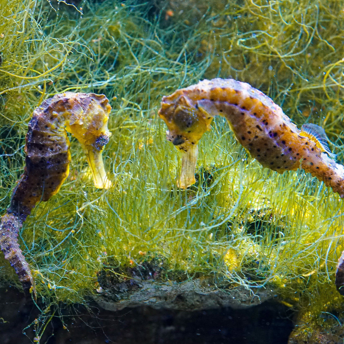Ultimate Guide to Successfully Taking Care of Seahorses – Top Shelf ...
