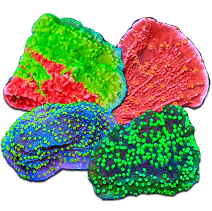 Coral Frag Packs – Top Shelf Aquatics