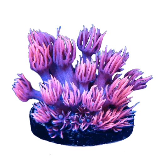 Flower Pot Corals – Top Shelf Aquatics