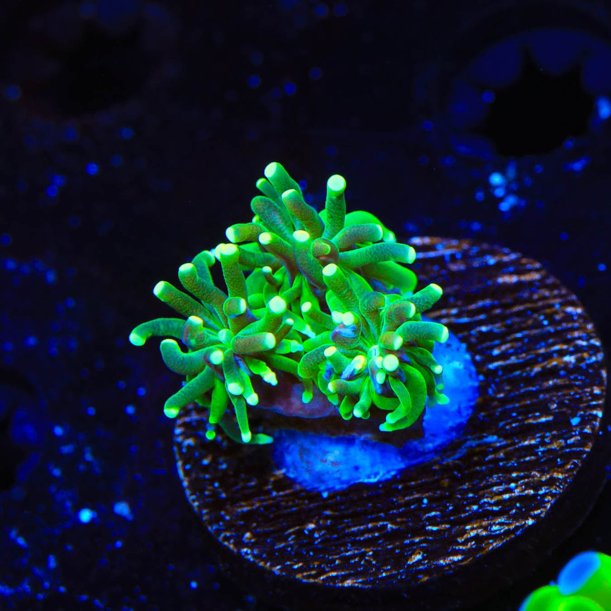 TSA Evergreen Galaxea Coral - (Almost WYSIWYG) – Top Shelf Aquatics