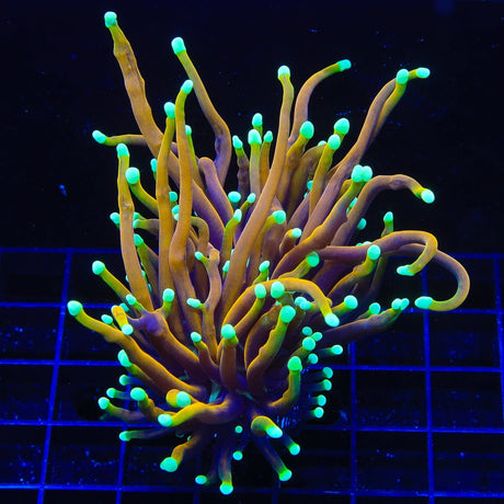Coral Care Series: Torches – Top Shelf Aquatics