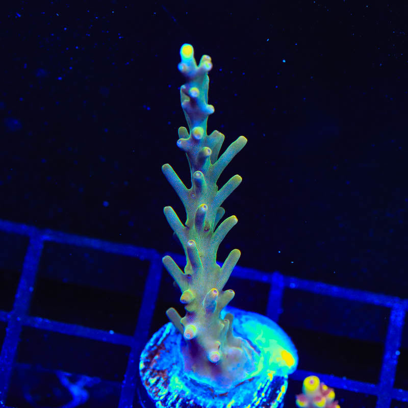 TSA Neon Nectar Acropora Coral – Top Shelf Aquatics
