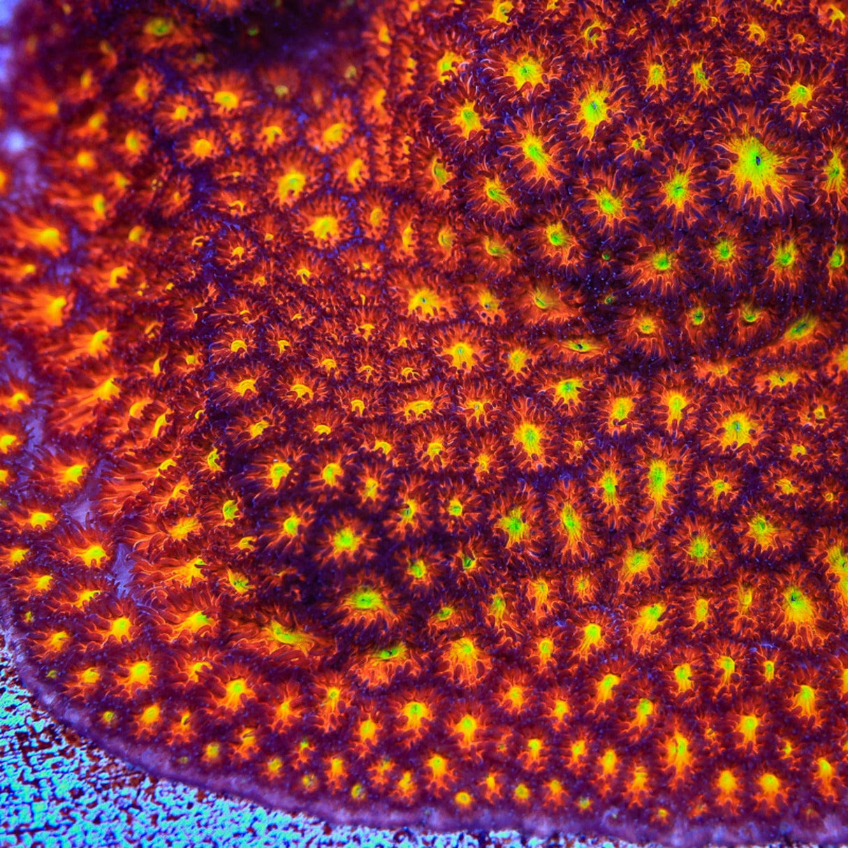 JF Spitfire Leptastrea Coral – Top Shelf Aquatics