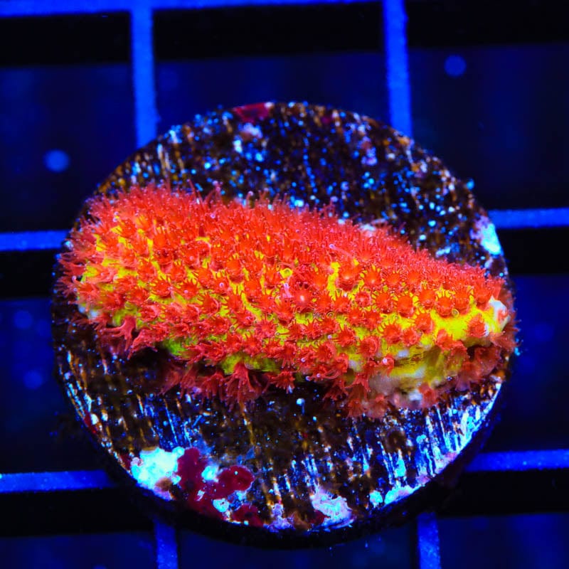 JF Burning Banana Stylocoeniella Coral - (Almost WYSIWYG) – Top Shelf ...