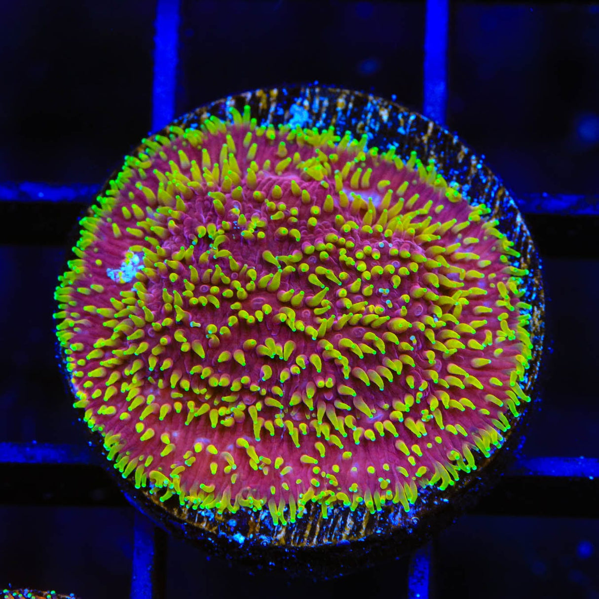JF Freak Hair Lithophyllon Coral - (Almost WYSIWYG) – Top Shelf Aquatics