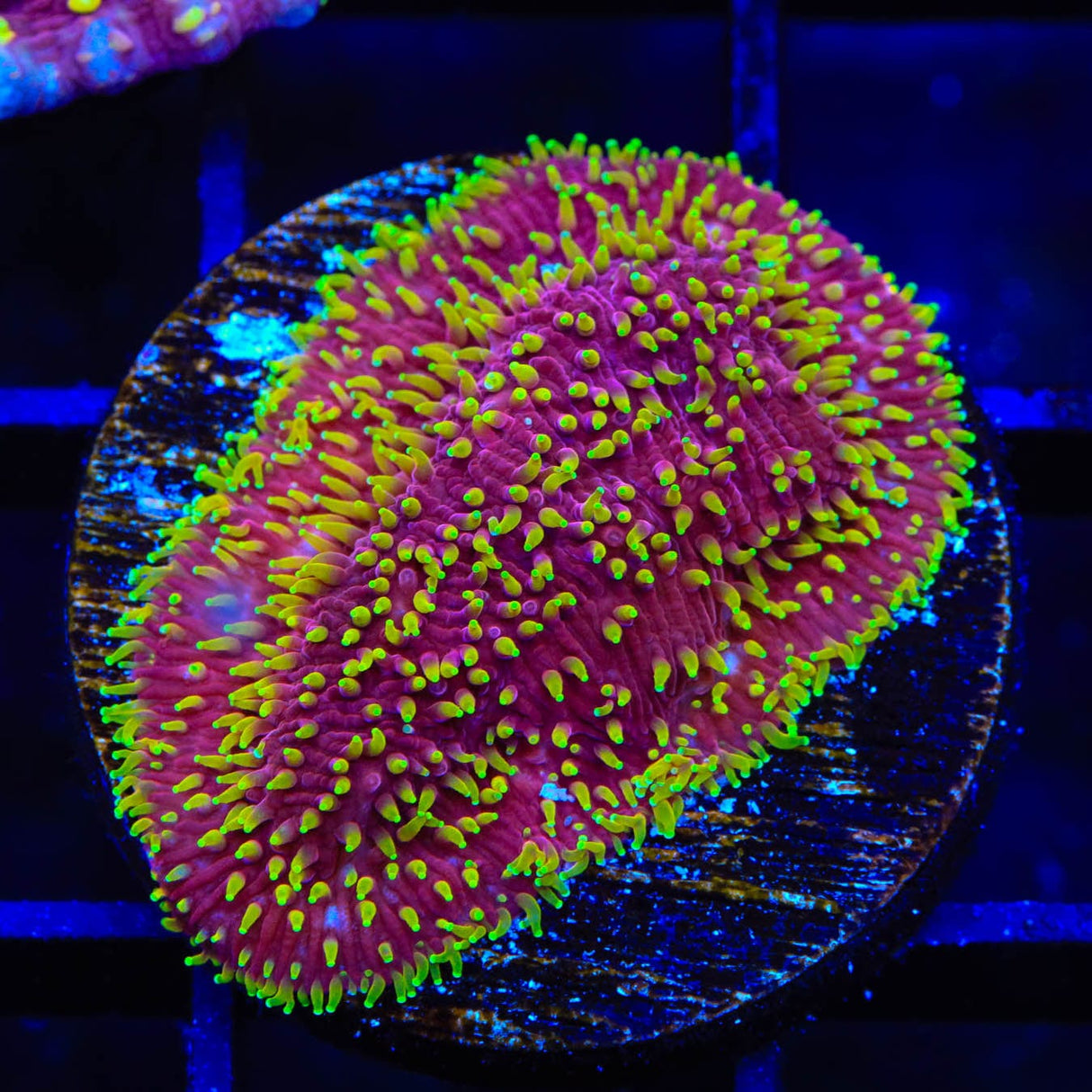 JF Freak Hair Lithophyllon Coral - (Almost WYSIWYG) – Top Shelf Aquatics