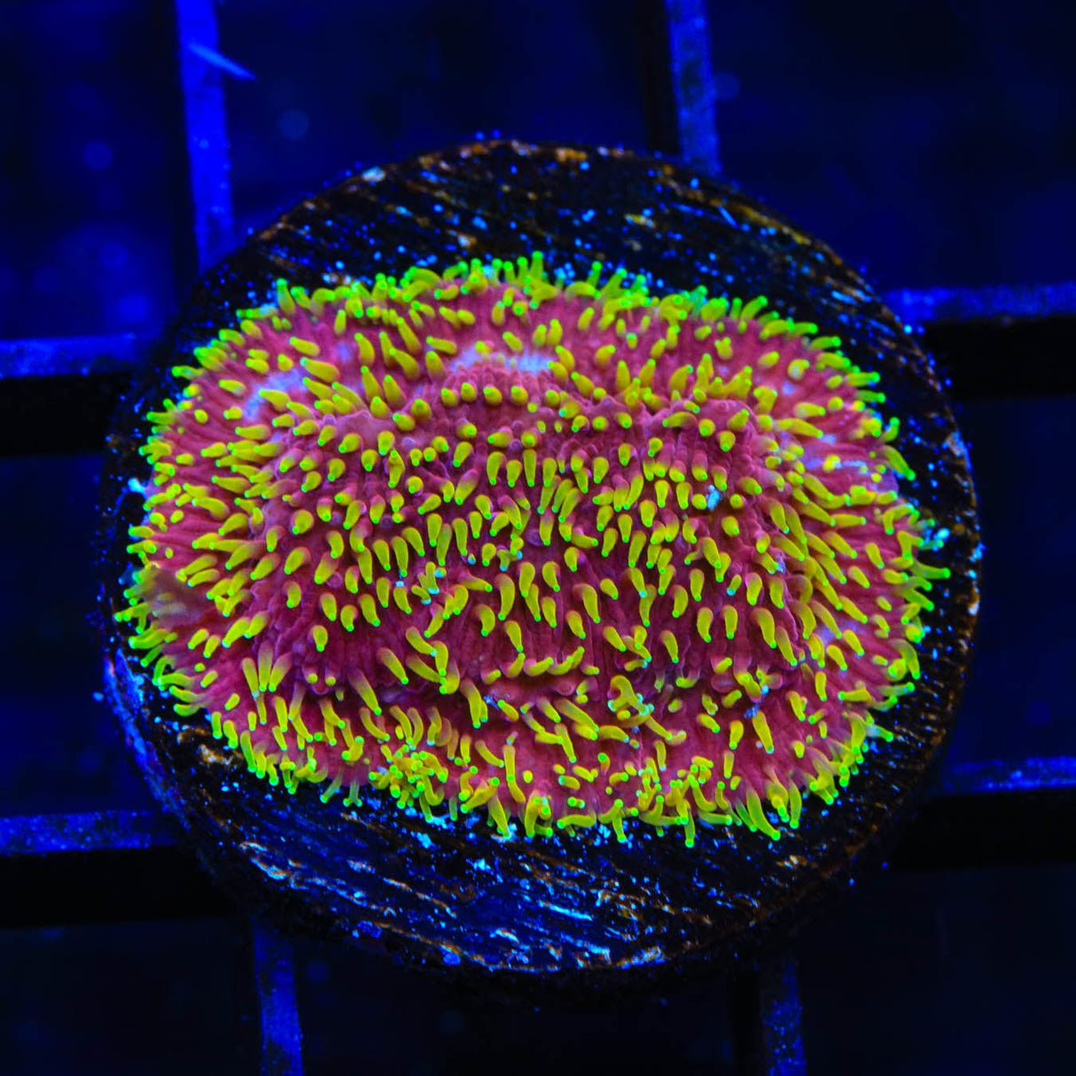 JF Freak Hair Lithophyllon Coral - (Almost WYSIWYG) – Top Shelf Aquatics