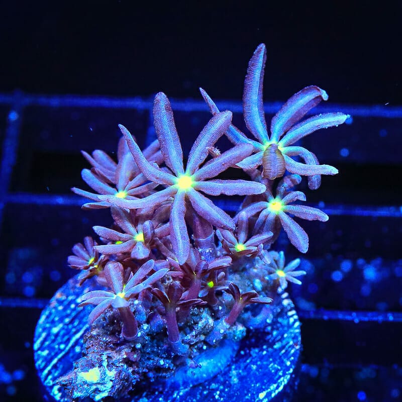 Daisy Polyps Coral - (Almost WYSIWYG) – Top Shelf Aquatics