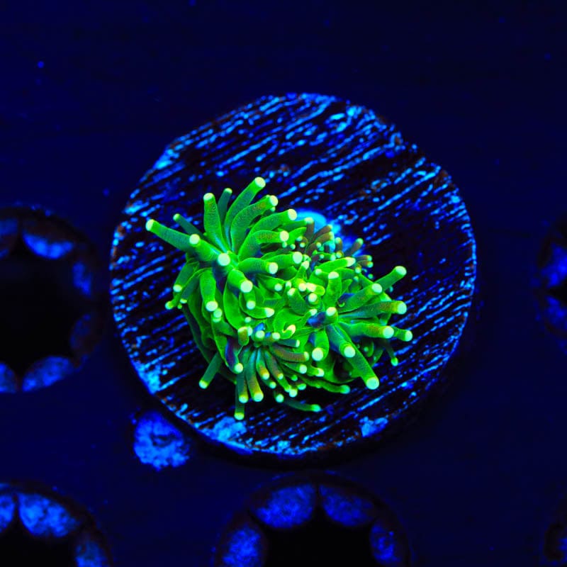 TSA Evergreen Galaxea Coral - (Almost WYSIWYG) – Top Shelf Aquatics