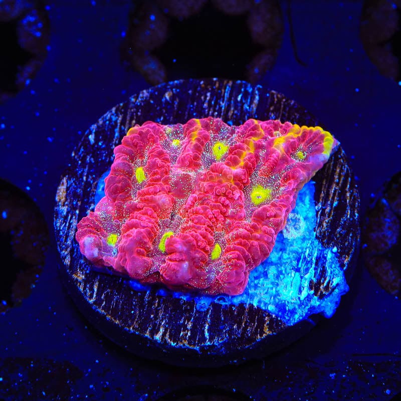 TSA Inferno Favia Coral - (Almost WYSIWYG) – Top Shelf Aquatics