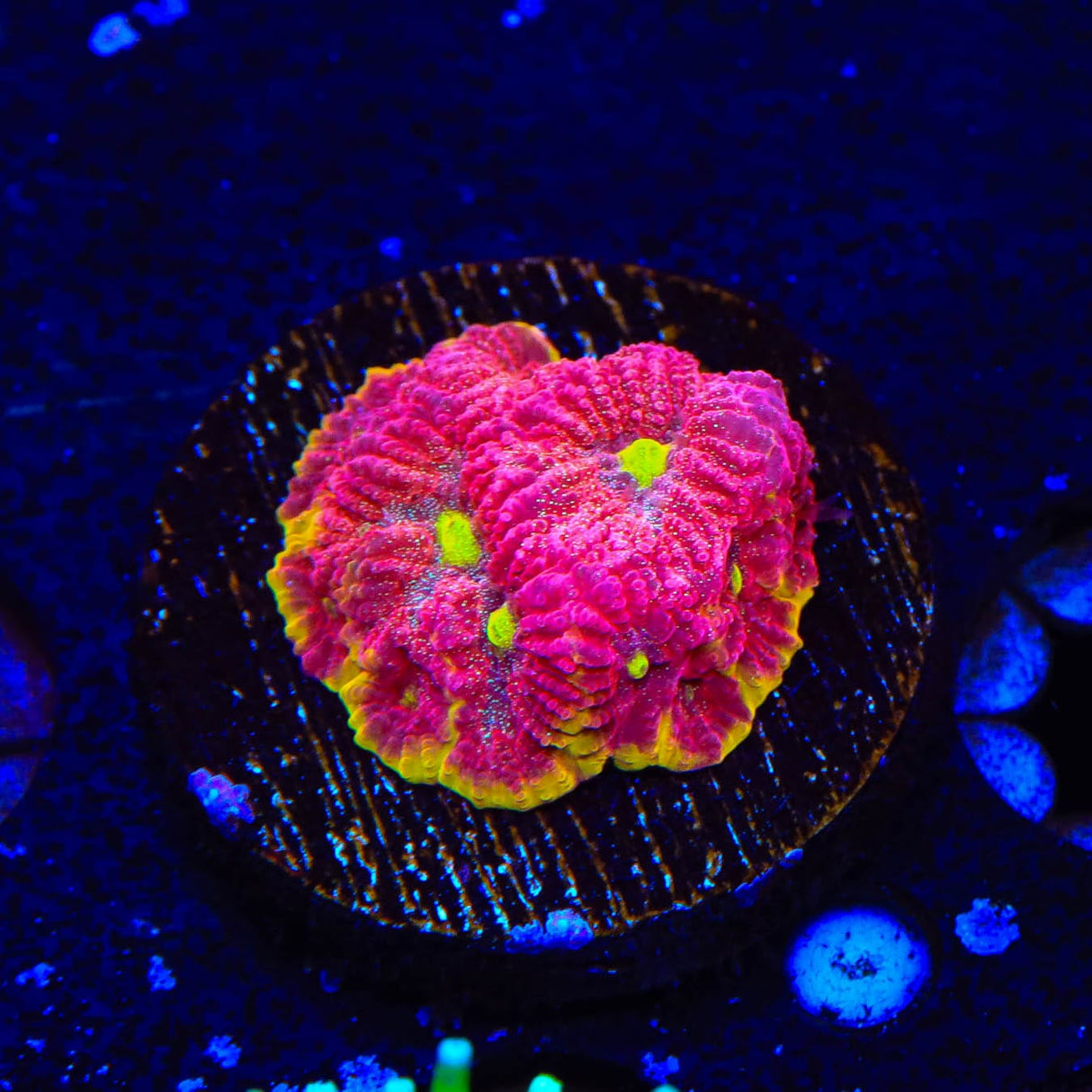 TSA Inferno Favia Coral - (Almost WYSIWYG) – Top Shelf Aquatics